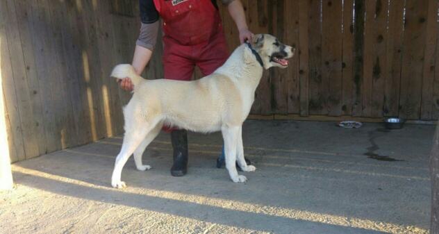 SREDNJEAZIJSKI OVCAR AZIJAT-VRHUNSKE TOP MLADE ZENKE-AZIJATI