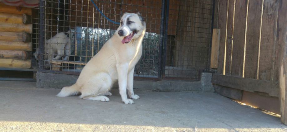 SREDNJEAZIJSKI OVCAR AZIJAT-VRHUNSKE TOP MLADE ZENKE-AZIJATI