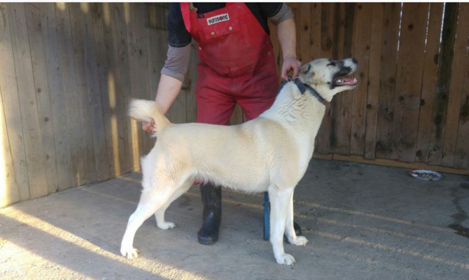 SREDNJEAZIJSKI OVCAR AZIJAT-VRHUNSKE TOP MLADE ZENKE-AZIJATI