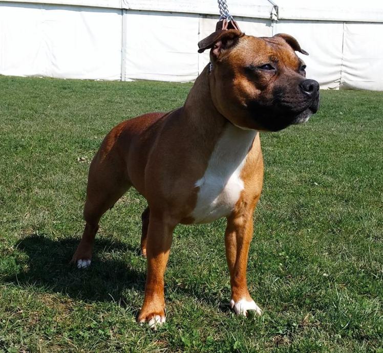 Staffordshire bull terrier - Stafordski bulterijer. Štenci.