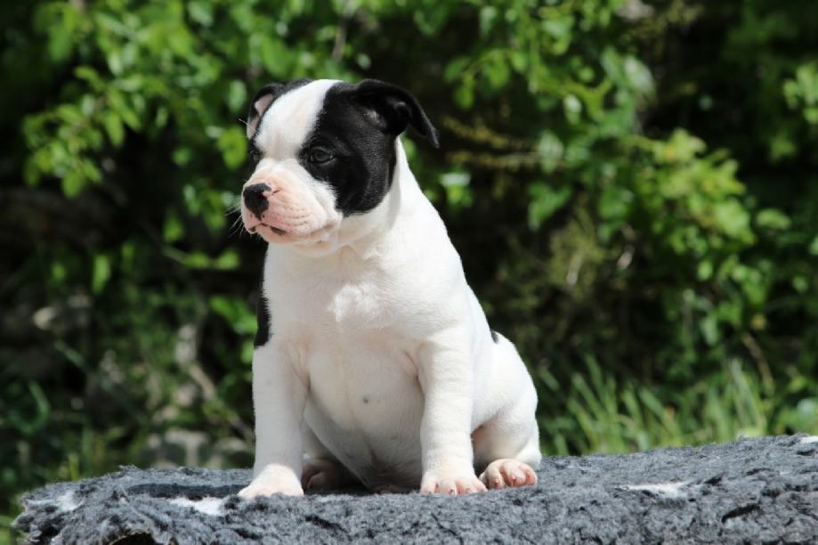 Stafordski Bulterijer stenci - rezervacije