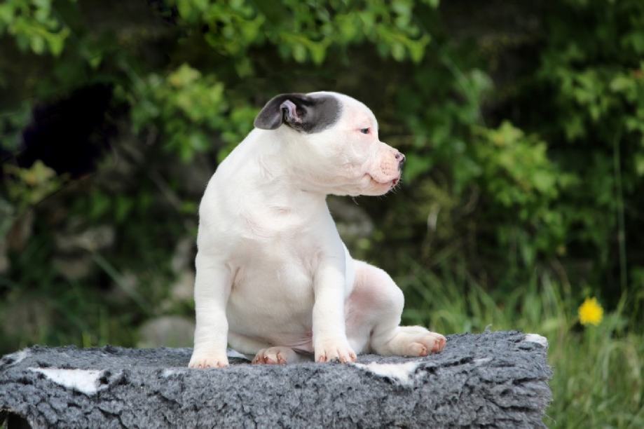 Stafordski Bulterijer stenci - rezervacije