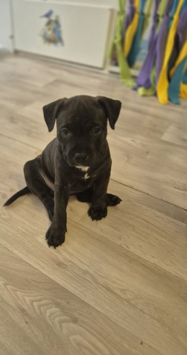 Staffordshire bull terrier, Stafordski bulterijer