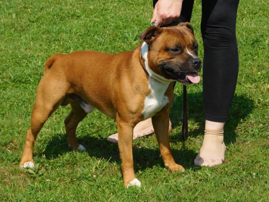 Staffordshire bull terrier - Stafordski bulterijer. Štenci.