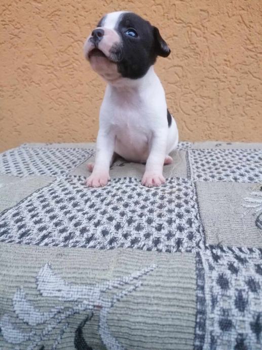 Stafordski Bul terijer / stafordshire bull terrier stenad