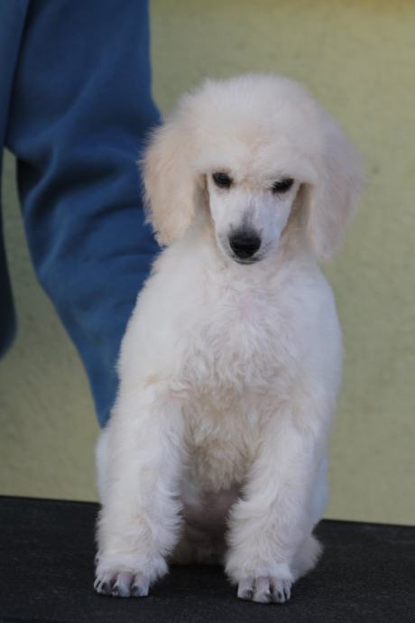 Standard pudl (velika kraljevska pudla)