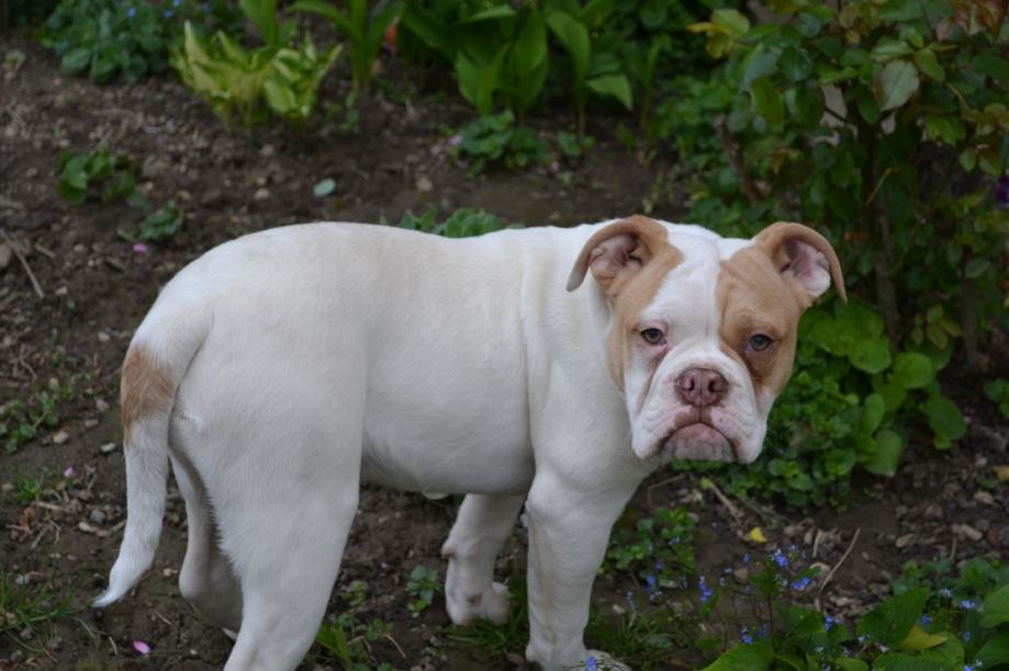 (1 Mužijak ) OLD ENGLISH BULLDOG - €400 sa rodovnikom €300 bez.