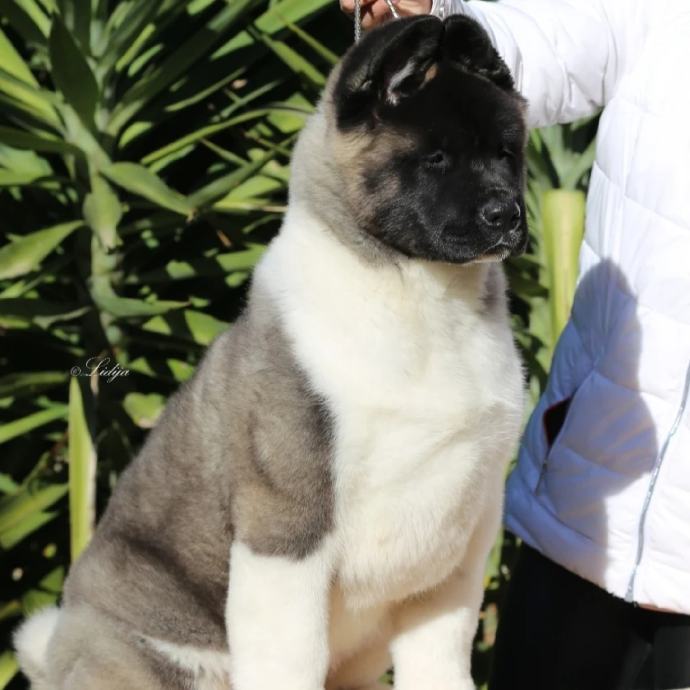 Štenad Americke Akite