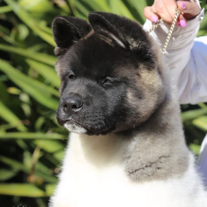 Štenad Americke Akite