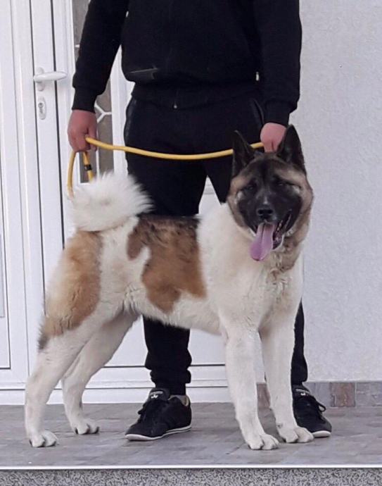 Štenci američke Akite