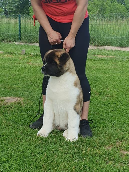 Štenci američke akite