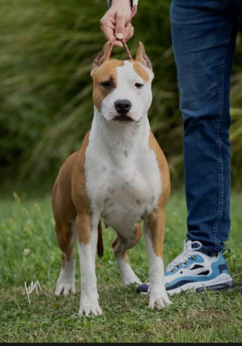 STENCI AMERICKOG STAFORD TERIJERA