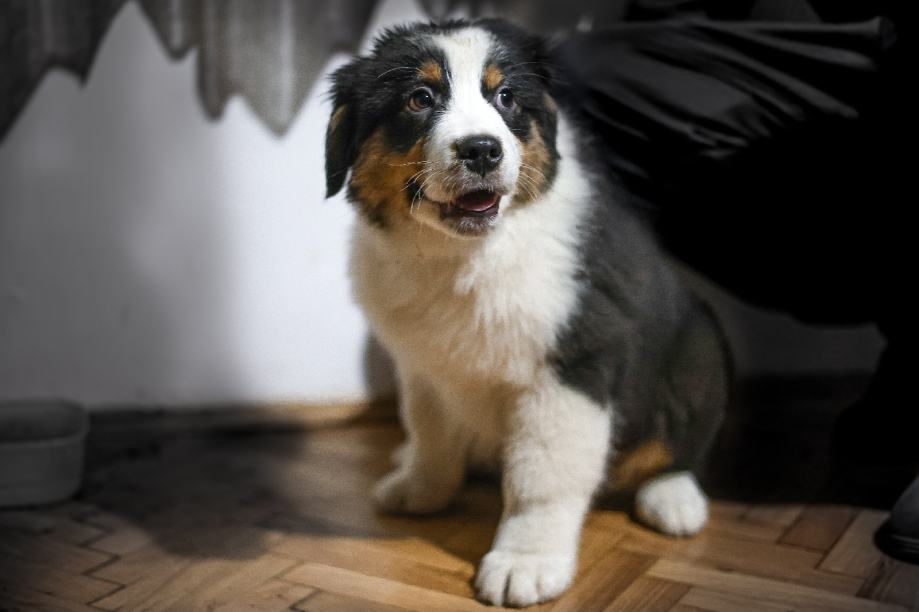 AUSTRALSKI OVČAR s rodovnicom