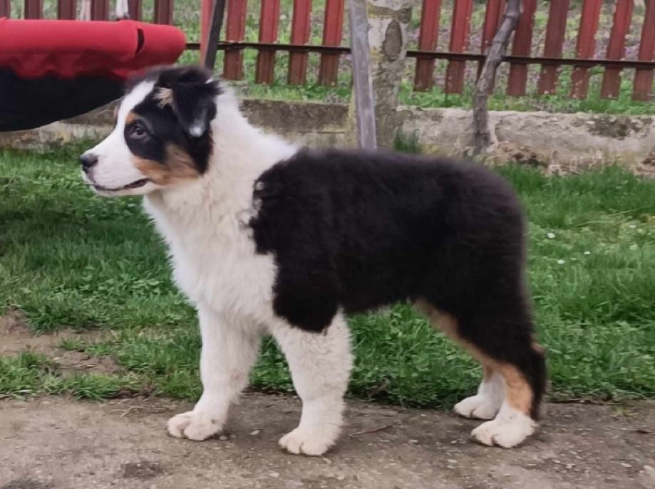 AUSTRALSKI OVČAR s rodovnicom