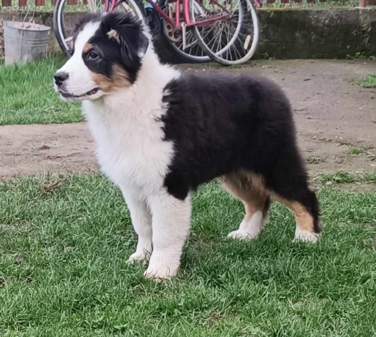 AUSTRALSKI OVČAR s rodovnicom