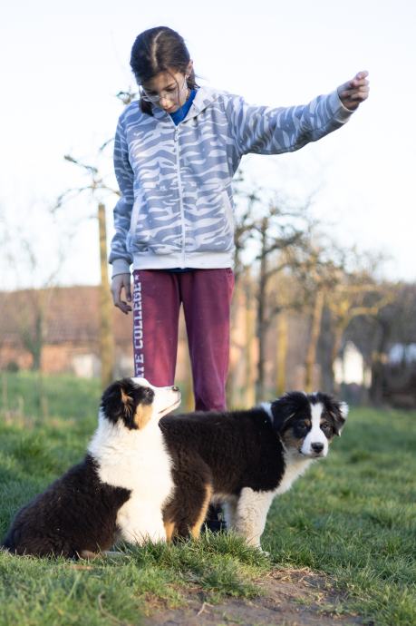 AUSTRALSKI OVČAR s rodovnicom