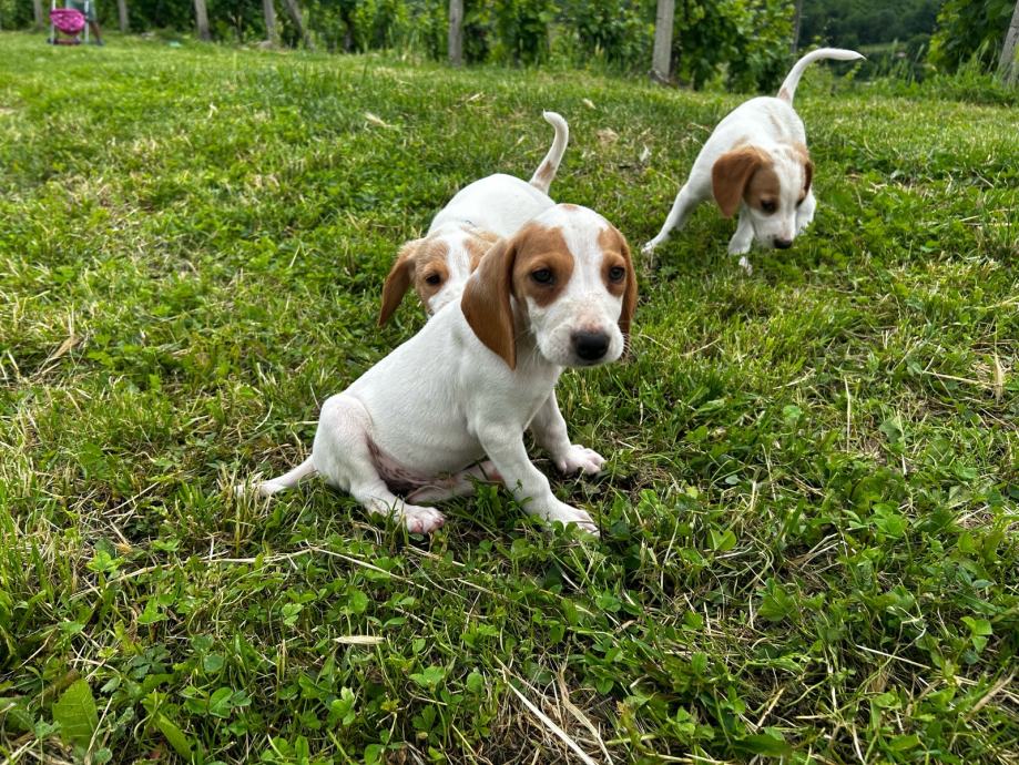 Stenci istarski kratkodlaki gonic