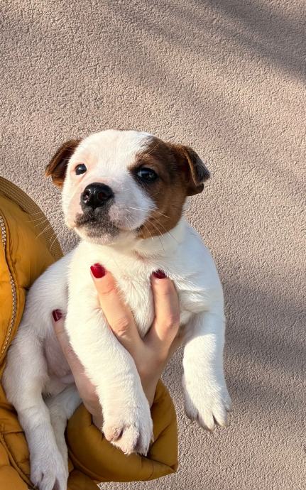 Štenci Jack Russell terijer