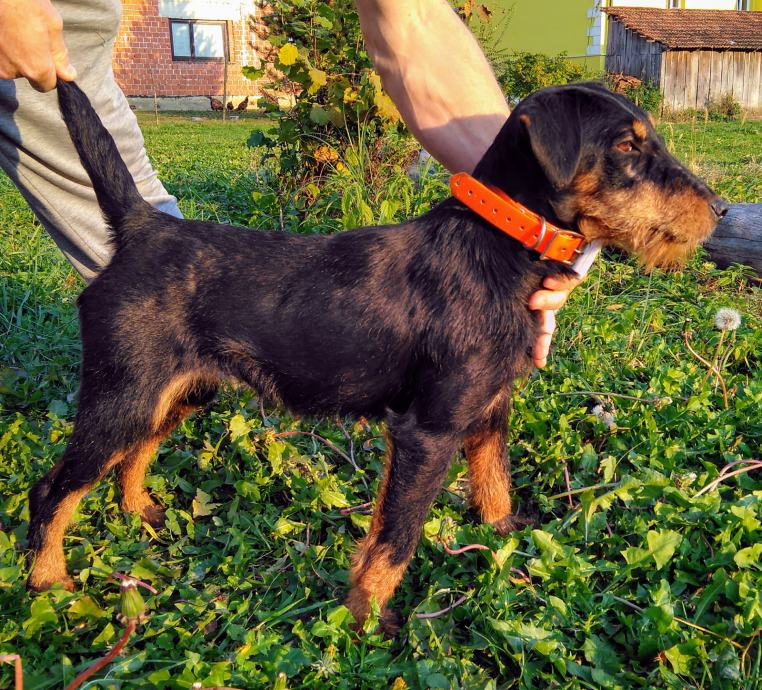 Njemacki lovni terijer stene