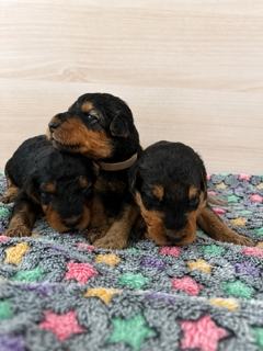 štenci pasme Airedale terier