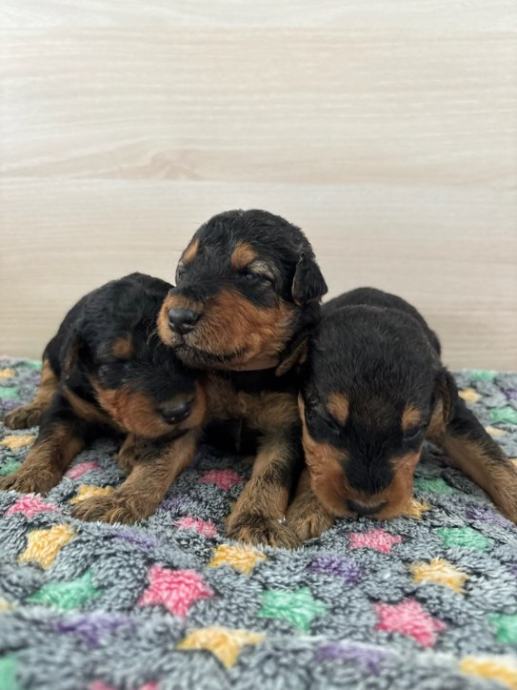 štenci pasme Airedale terier
