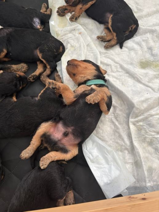 štenci pasme Airedale terier