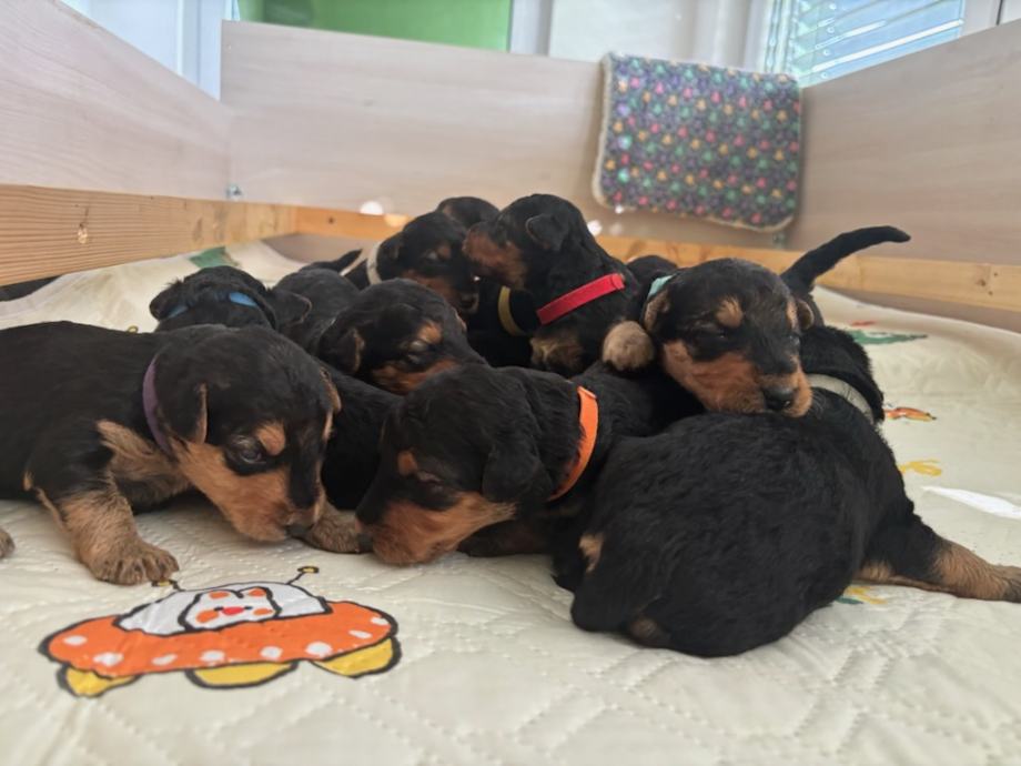 štenci pasme Airedale terier