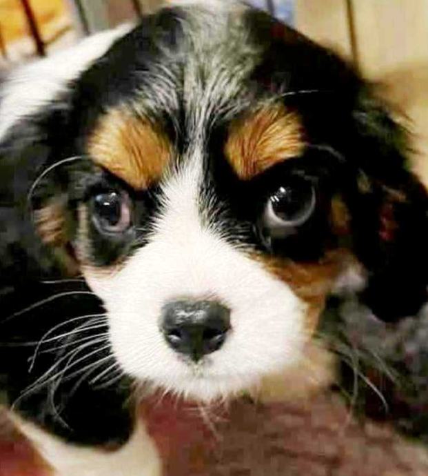 KAVALIR KING ČARLES ŠPANIJEL ŠTENCI