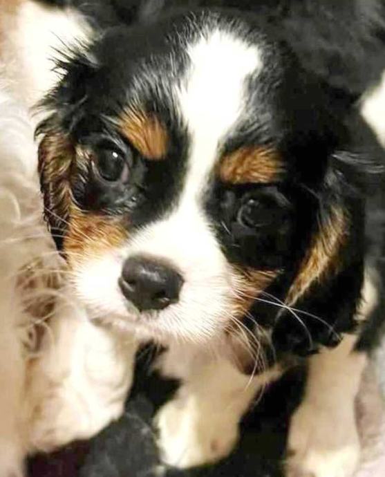 KAVALIR KING ČARLES ŠPANIJEL ŠTENCI