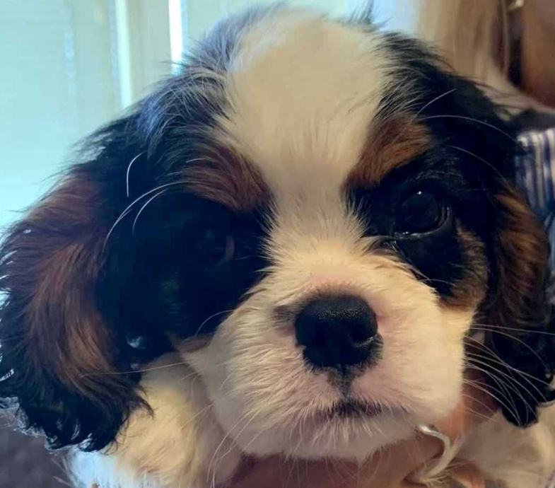 KAVALIR KING ČARLES ŠPANIJEL ŠTENCI