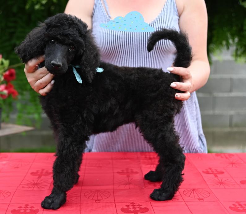 Štenci velike pudle