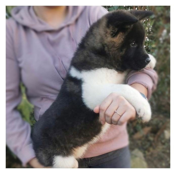 Štene Američke akite s rodovnikom FCI - Dostava