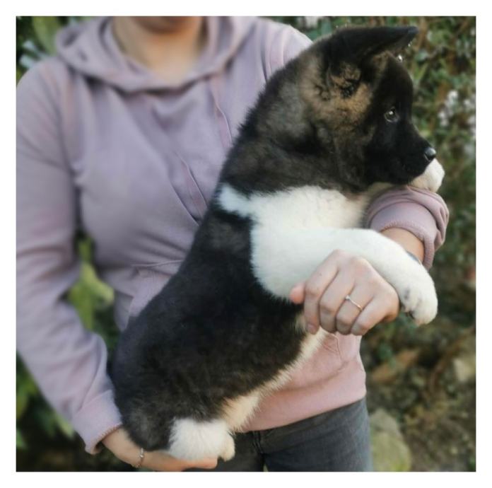 Štene Američke akite s rodovnikom FCI - Dostava