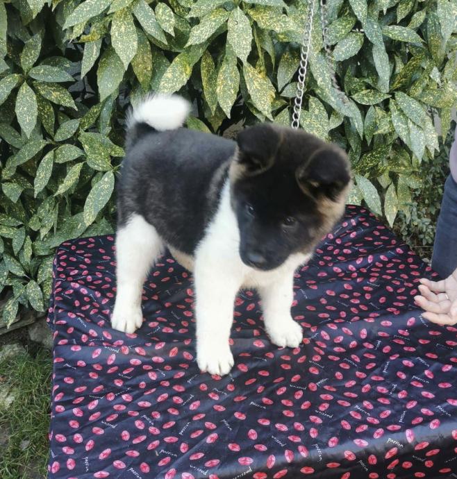 Štene Američke akite s rodovnikom FCI - Dostava