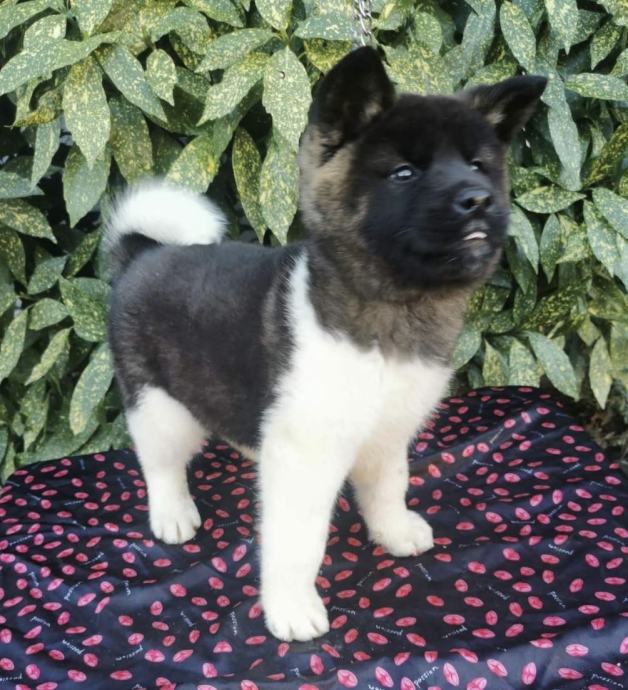 Štene Američke akite s rodovnikom FCI - Dostava