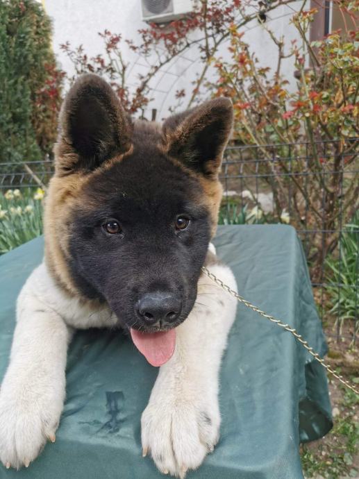 Dečkić Američke akite s FCI rodovnikom - Dostava