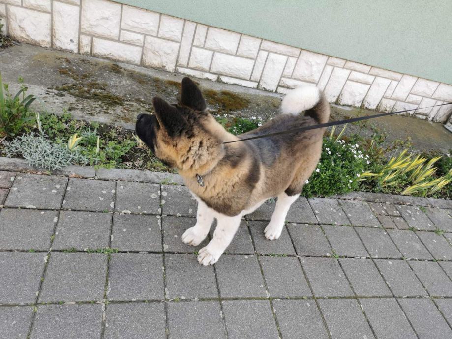 Dečkić Američke akite s FCI rodovnikom - Dostava