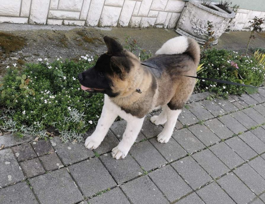 Dečkić Američke akite s FCI rodovnikom - Dostava