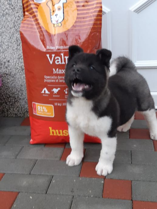 Štene Americke akite