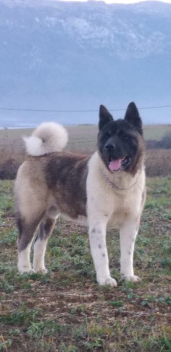 Štene Americke akite