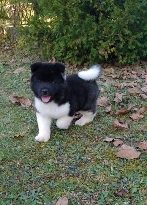 Štene Americke akite