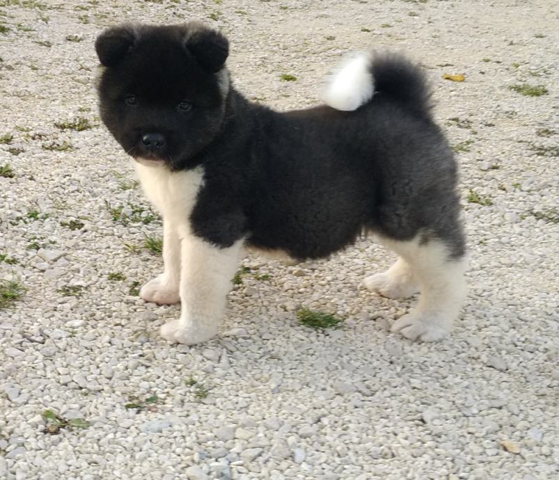 Štene Americke akite