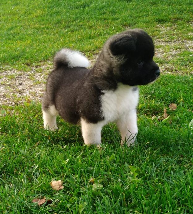 Štene Americke akite