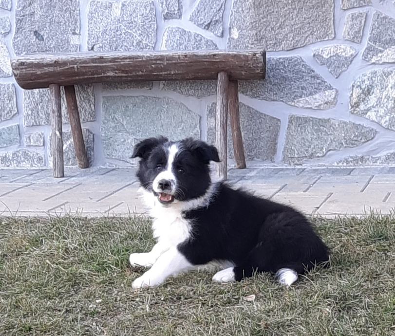 Štene Border Collie