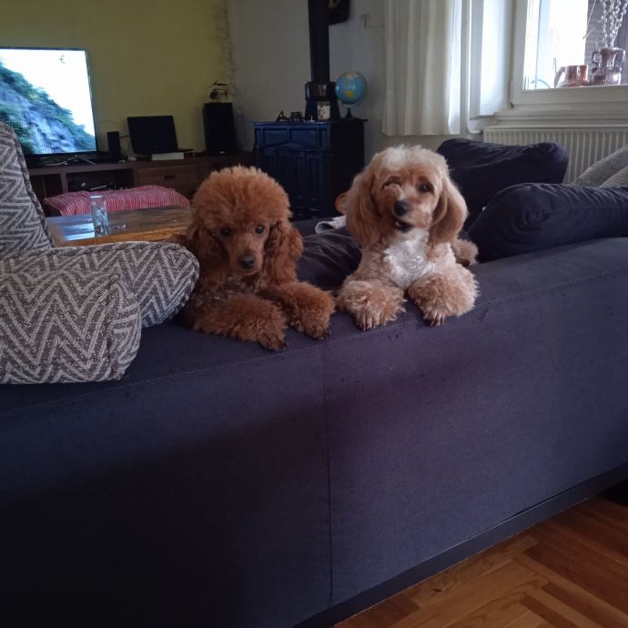 Stene patuljaste pudle