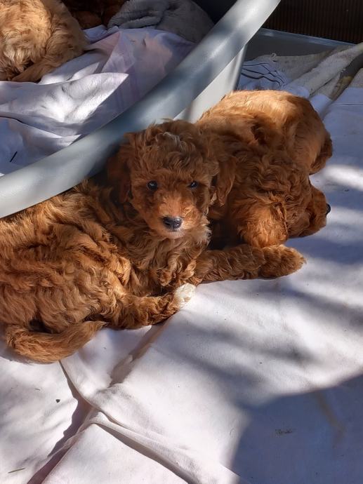 Stene patuljaste pudle