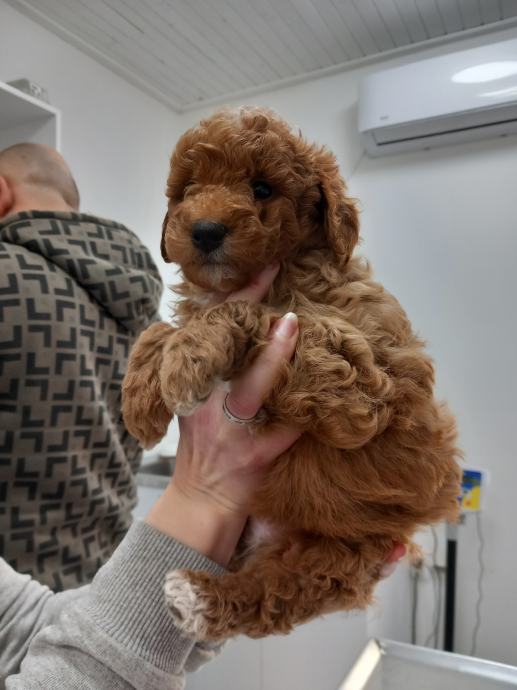 Stene patuljaste pudle