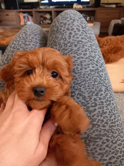 Stene patuljaste pudle