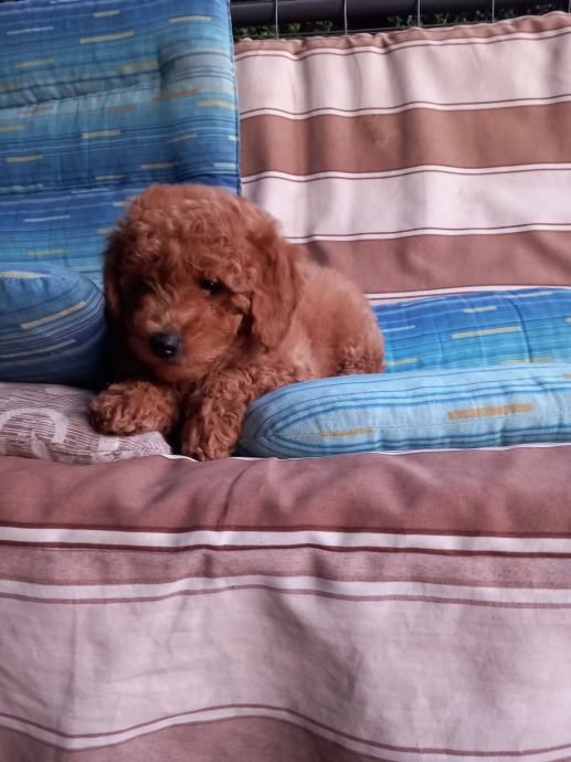 Stene patuljaste pudle