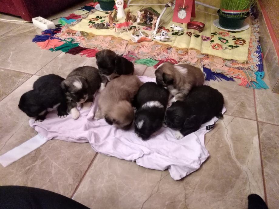 Štenići pekinezera